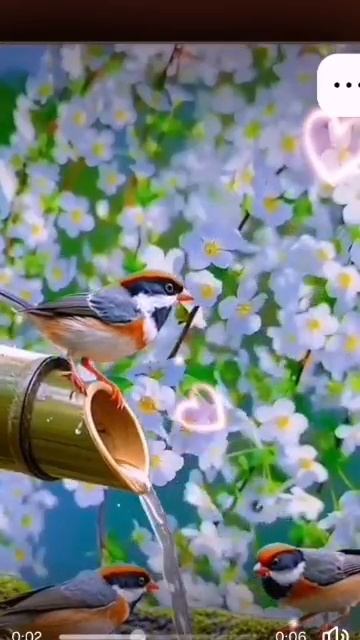 Сказочные птицы