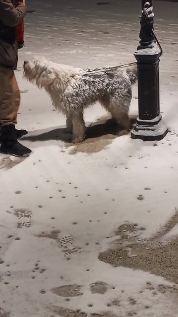 Собака ждет хозяина