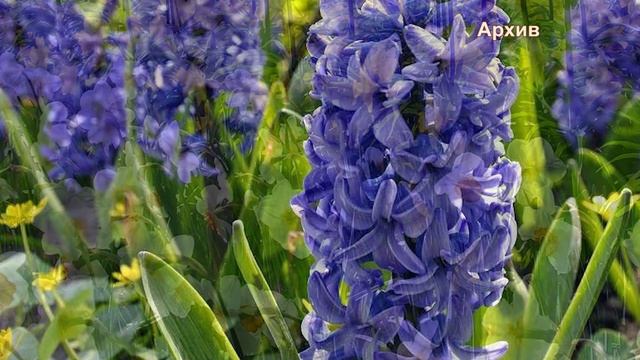 2025_09_25_Во саду и в огороде