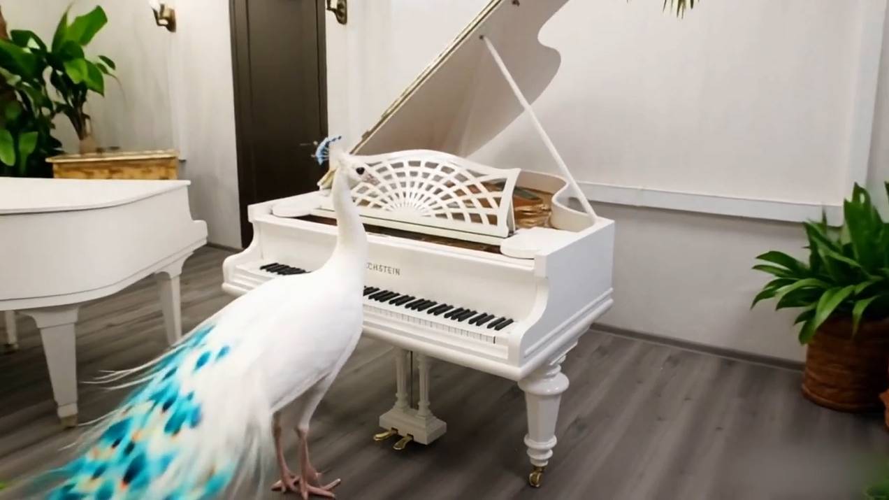 Белый рояль C. Bechstein К. Бехштейн (Берлин)