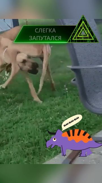 Немного юмора от наших любимых пушистиков