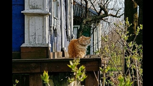 Марина Урусова. Котоматрицы-2
