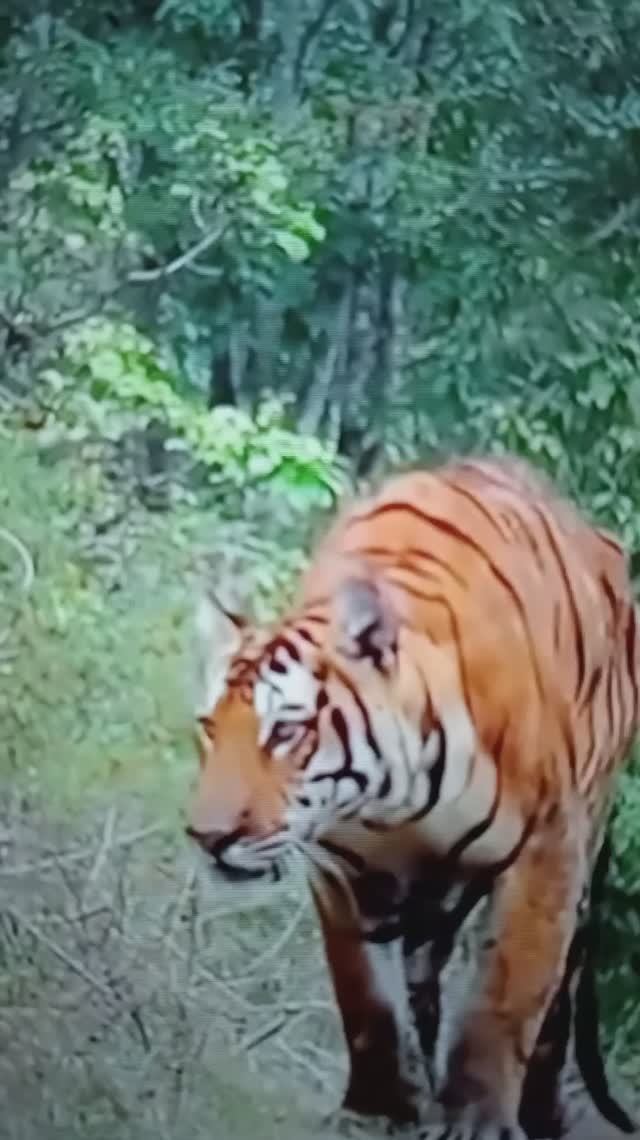 ТИГР охотится на БУЙВОЛА🤔