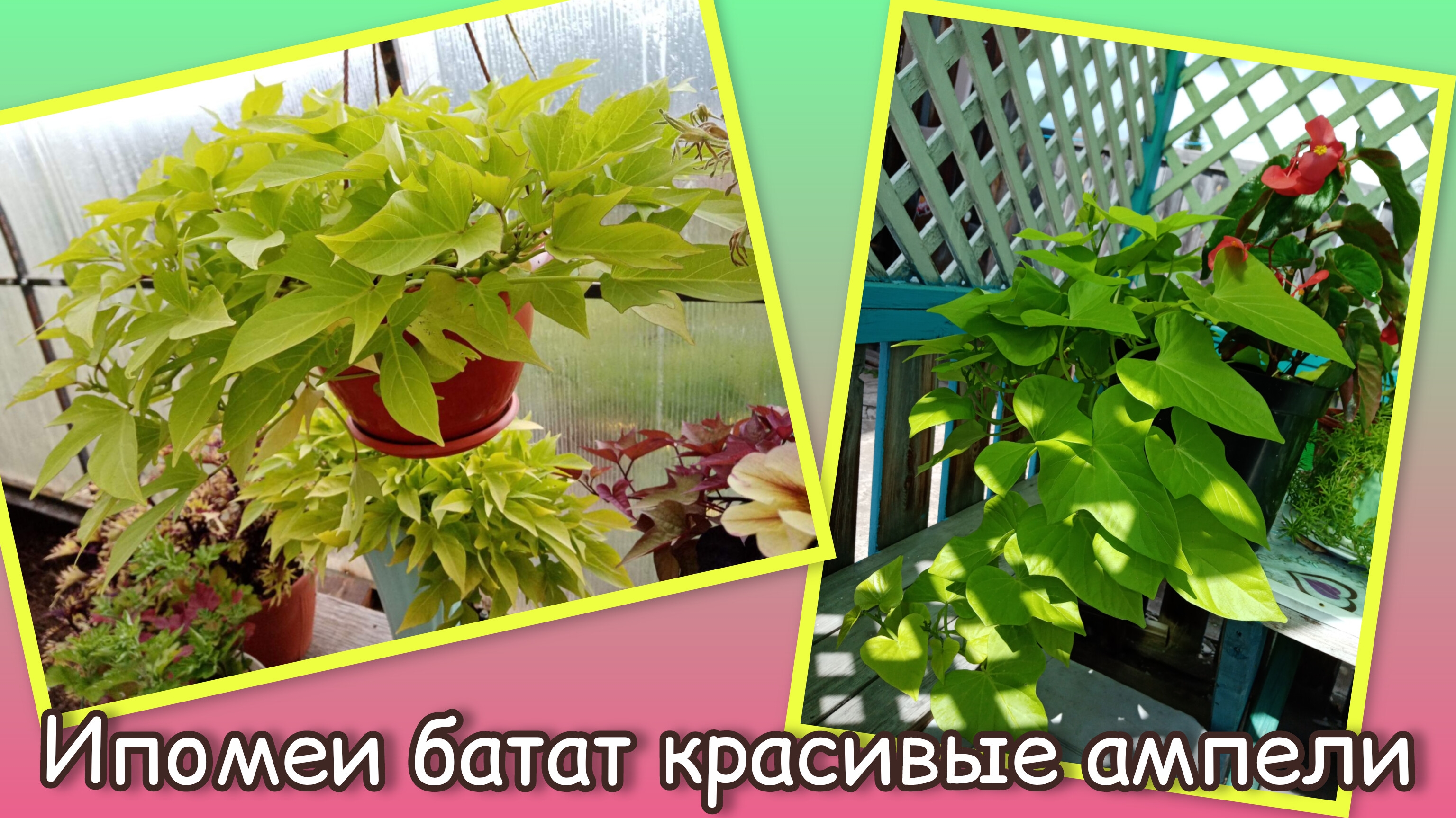 Как сохранить ипомеи батат в квартире зимой.