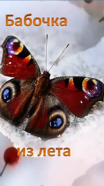 "Бабочка из лета" © Copyright: Сергей Галиев_649de603-ab82-43c4-afb6-1602aac37573