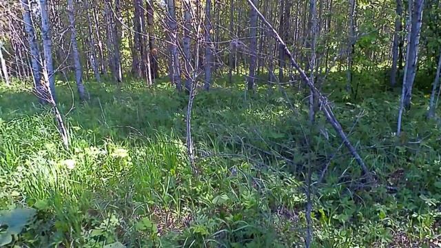 Смелый лис.🦊