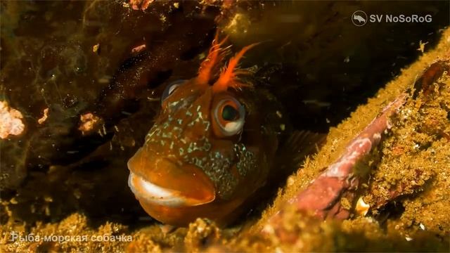 Что является отличительным признаком представителей сем. Собачковые — Blenniidae Rafinesque, 1810 ?