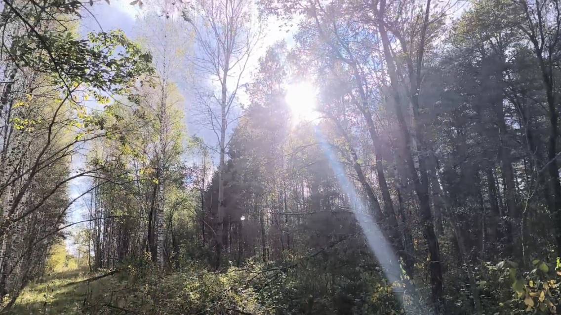 Осенняя прогулка по лесу – полезное занятие для здоровья и настроения. #осень  #прогулка  #релакс