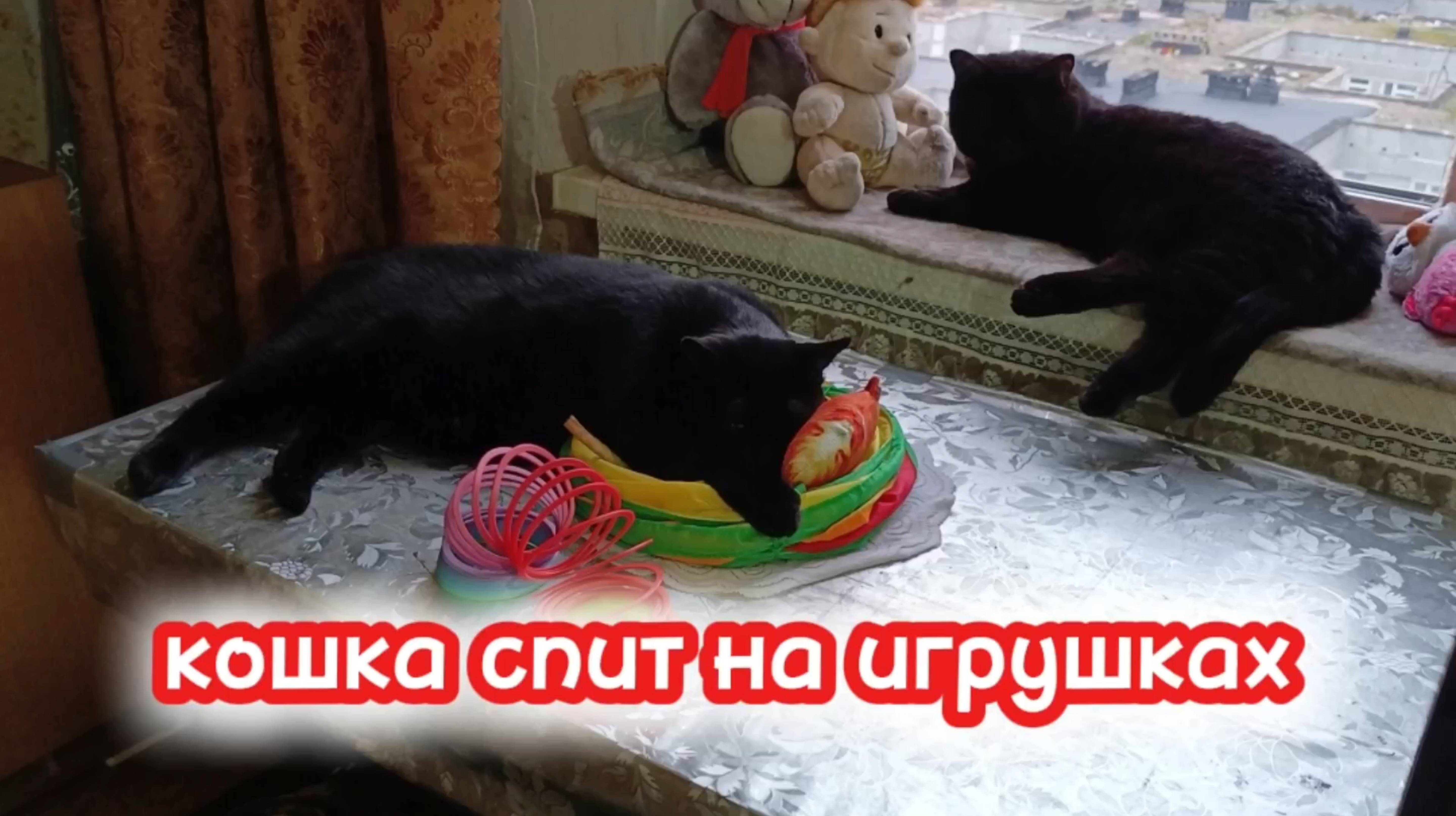 Забавные кошки.