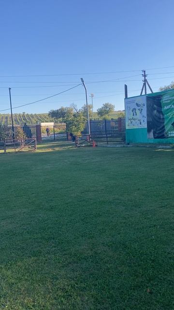 3.  выражено/перв БАЛЬДРСЕНС ДАЙМОНД ОФ МАЙ СОУЛ (Кинг из Созвездия Львов – Бальдрсенс Жади)