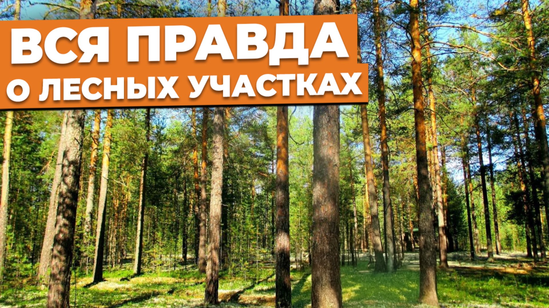 Плюсы и минусы лесного участка | Об этом МОЛЧАТ продавцы!