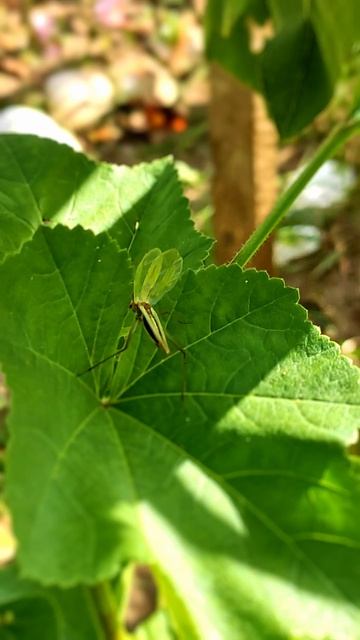 Это не сверчок!