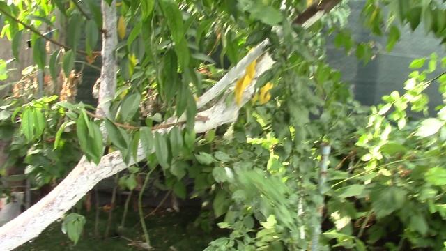 Бабье лето на даче. Волгоград 19.09.2025 г. Обзор.