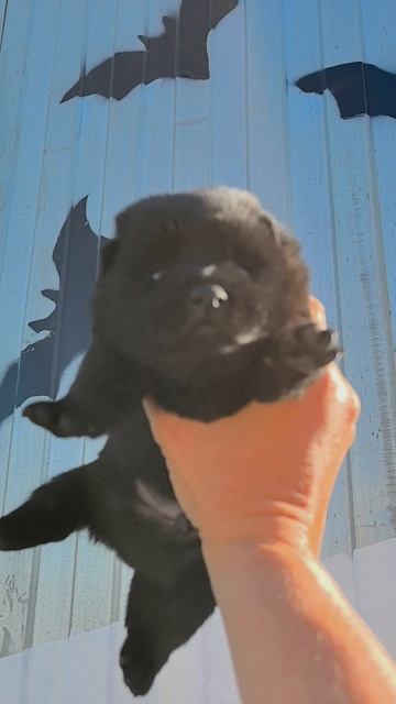 Шипперка с детства уже доминирует над всеми.