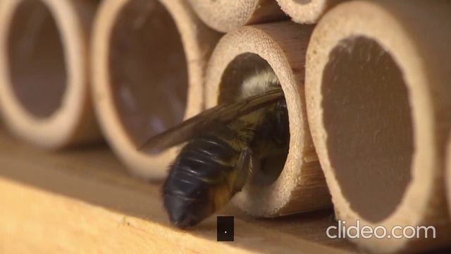 ОСМИИ- ОДИНОЧНЫЕ ПЧЁЛЫ