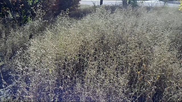 Осеннее настроение… Видео Виктор Поживин Оренбург 25