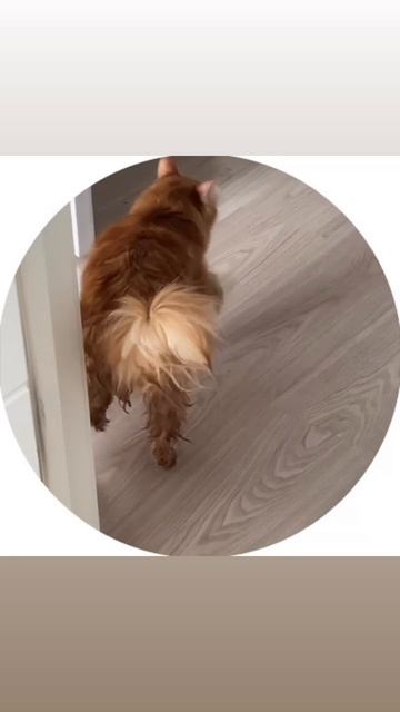 Какая боль, какая боль...