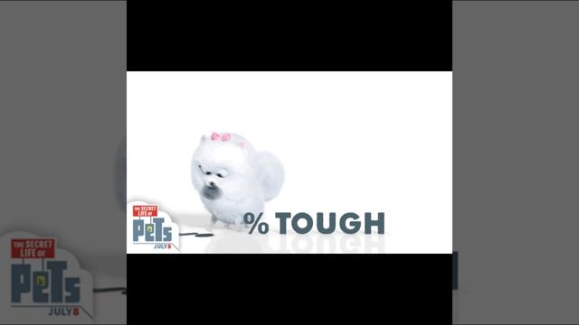 Клип_Гиджет_дикая_пума_HD_Full HD 1080p_MEDIUM_FR30