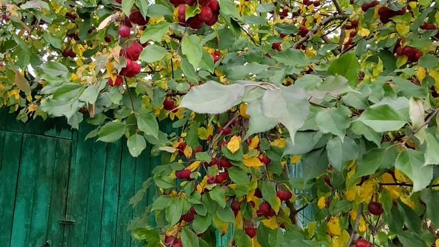 осень. дача