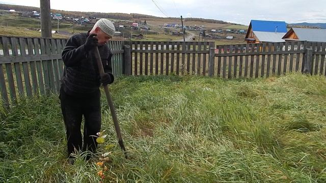 Посадка привитых яблонь на намеченное место