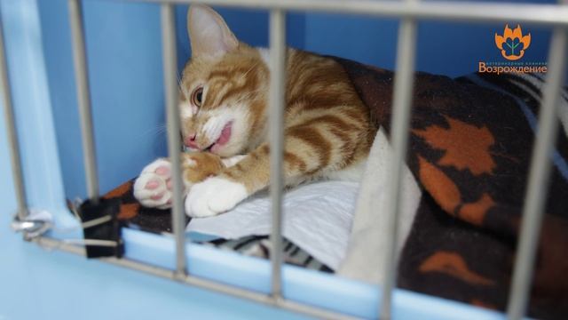 ВидеоРилс о наблюдении за животными после операции