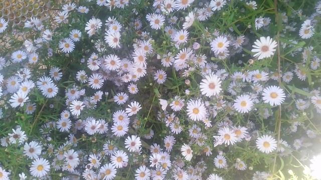 VID_20250926_132525.mp4