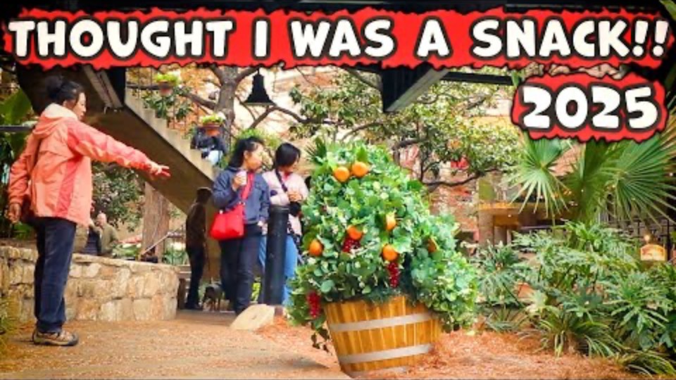 Bushman Prank_ Courage to be Different (orange edition) 2025