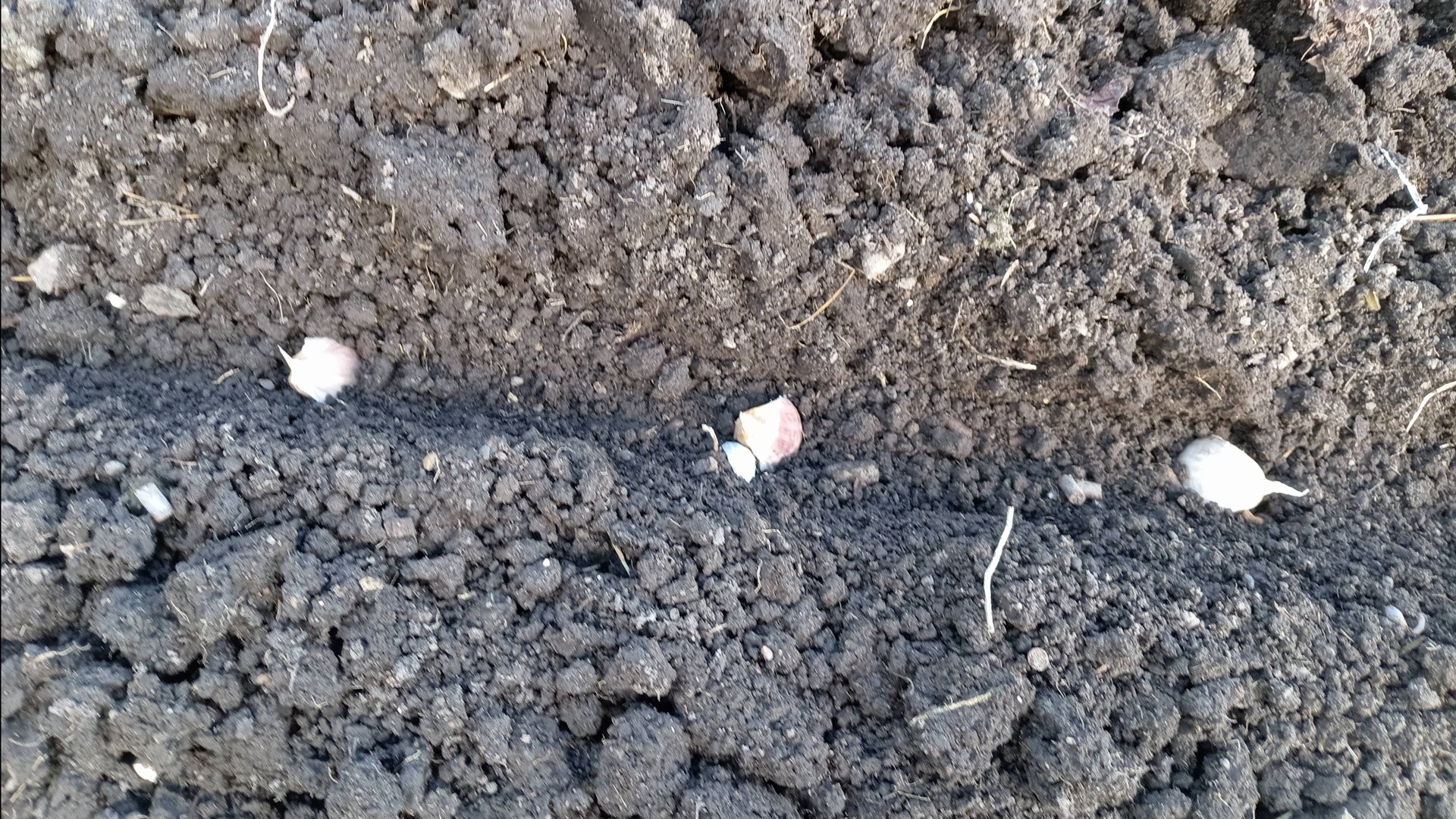 САЖАЮ ПОДЗИМНИЙ ЧЕСНОК.