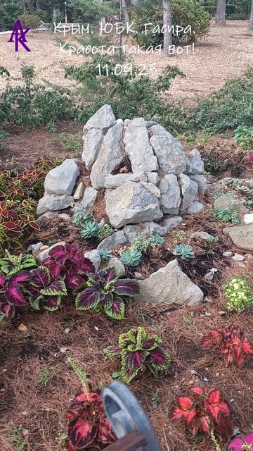 Крым. ЮБК. Гаспра. Цветочки! 11.09.25 #андрейкрымский #артемийкрым #гаспра #юбк #осень2025