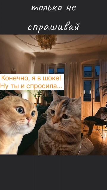Сериал #ДваКота Про любовь! #котики #юмор #смешныевидео #мем #анекдот  #любовь #прикол #коты #рек #т