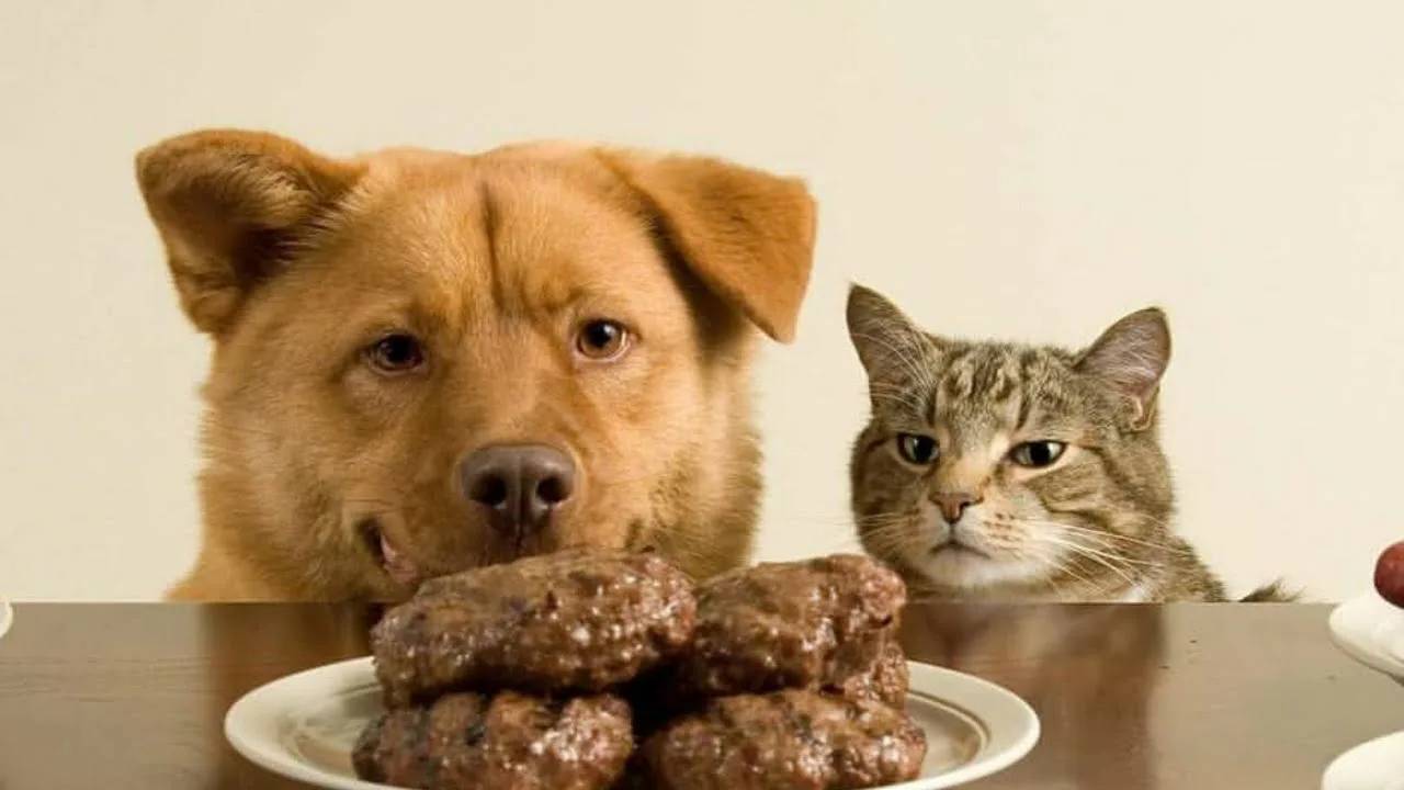 ПРИКОЛЫ С ЖИВОТНЫМИ ДО СЛЕЗ #220 Смешные КОТЫ И СОБАКИ  Приколы