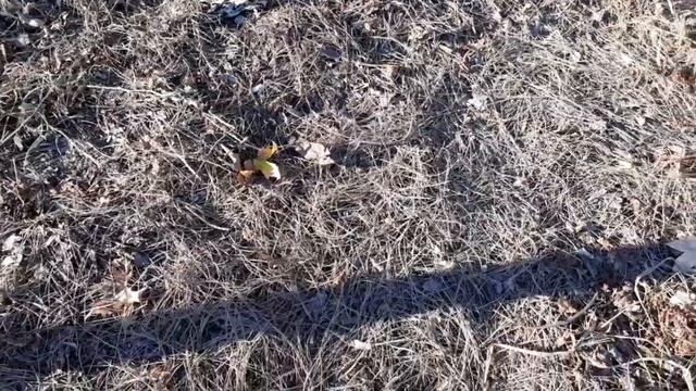 Создание неклассической органической грядки