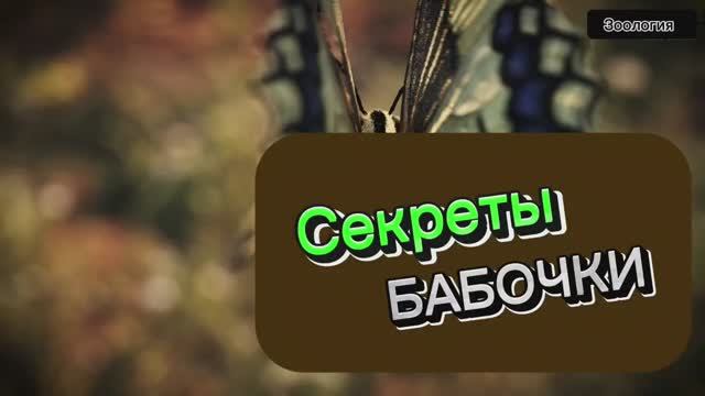 Метаморфоз бабочки