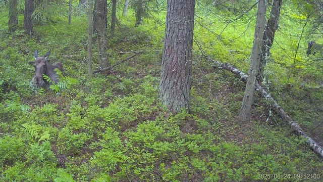 Будни фотоловушки №3 #фотоловушка #лось #куница