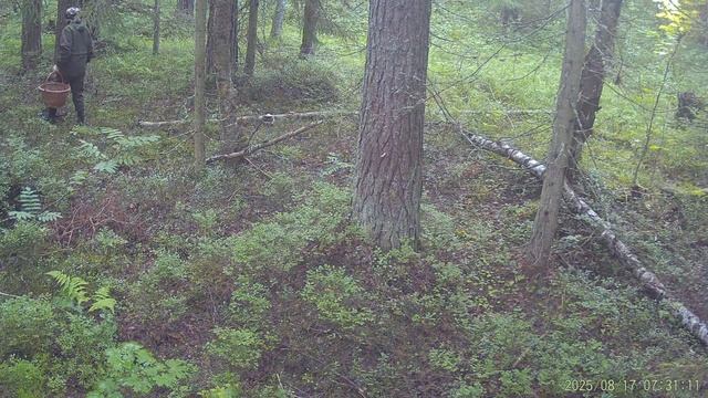 Будни фотоловушки #5 день и ночь