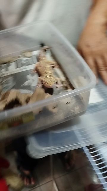 Токек гекко