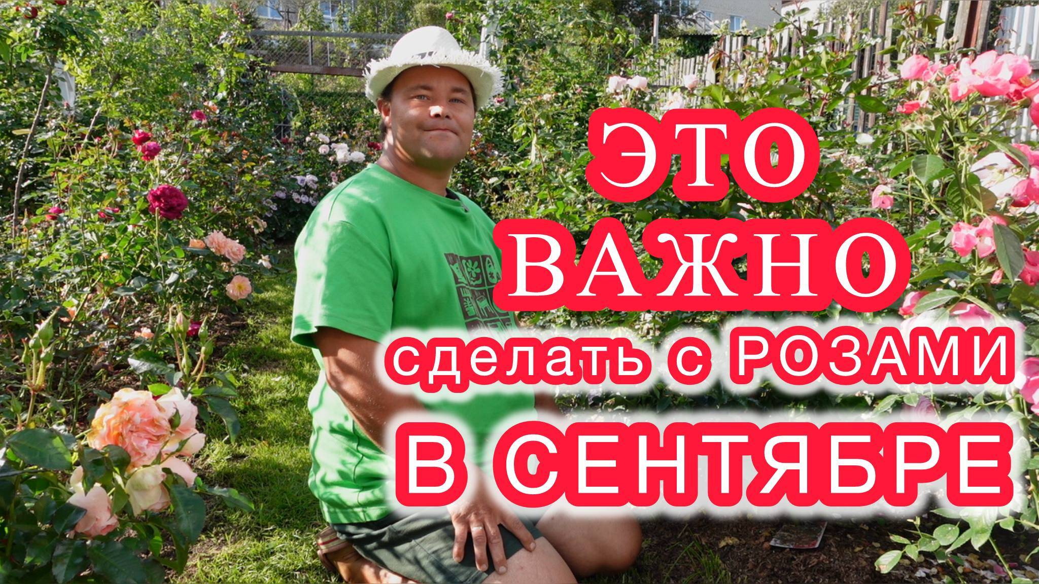 Розы в сентябе. Что нужно и важно успеть сделать.
