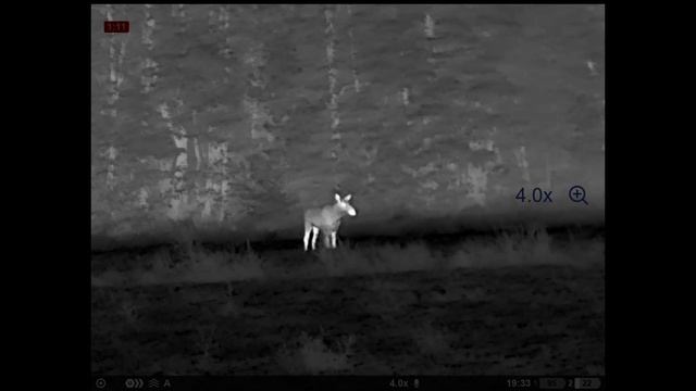 Эмоции зашкаливают | Маню манком огромного лося | Arkon снова в деле