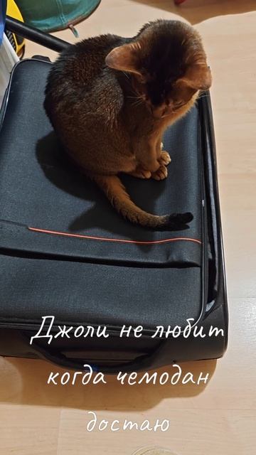 Кошка смотрит с укоризной, что чемодан достали. Не любит быть одна 😼❤️🩹 #джоли #кошки #коты #рек #т
