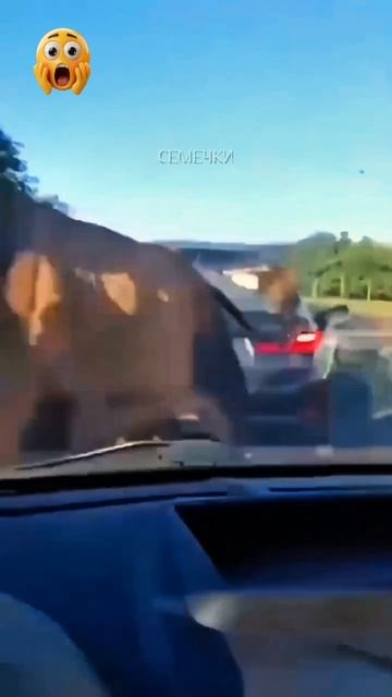 Дорожная коррида