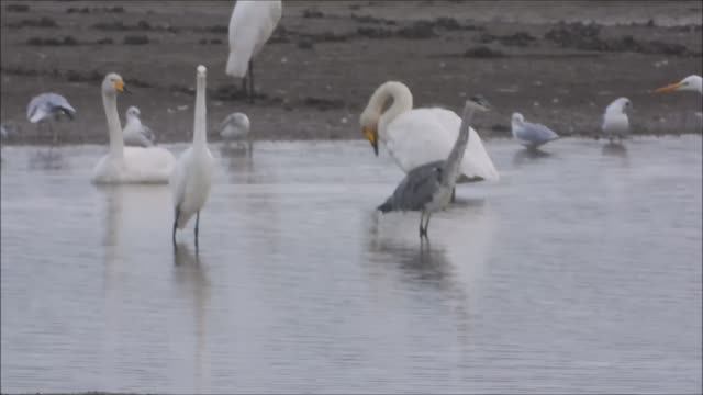 Лебеди, Крохали, Цапли, Чирки наблюдение птиц в Новгородской области, Ушерско 27 сентября 2025