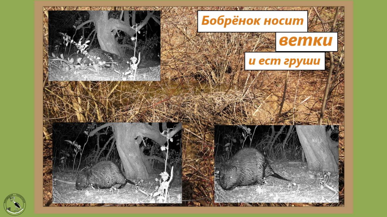 Бобрёнок носит ветки и ест груши. Большой бобр показался. Сентябрь 2025