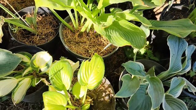 Хосты в горшках. Мой первый опыт. #хосты #хостывгоршках #цветы #сад #выращиваниехоствгоршках #осень