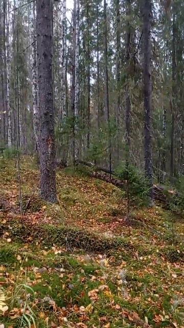 в поисках рябчика