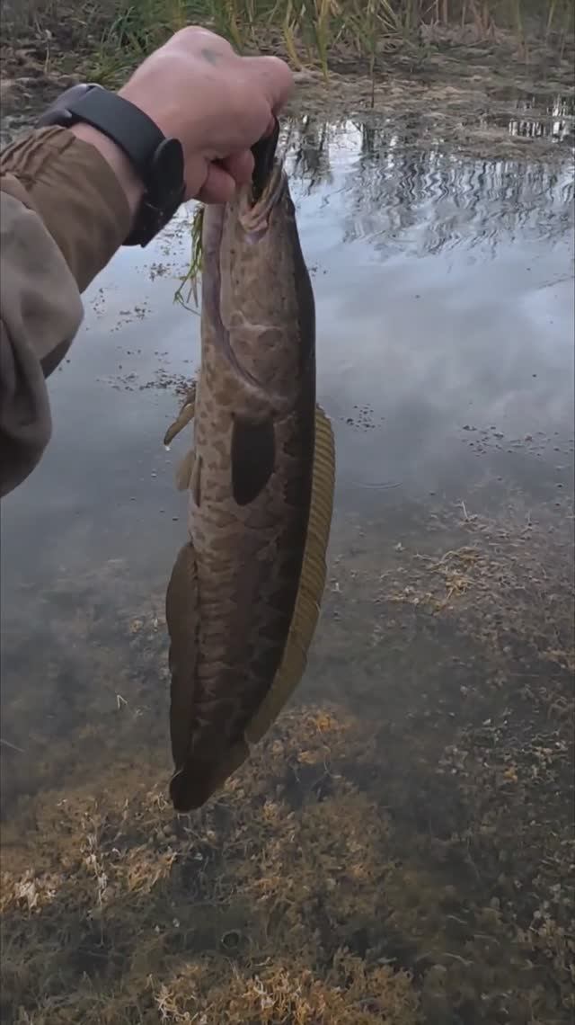 Рыбалка На Cпиннинг - Змееголов #змееголов #2025 #рыбалка #top #fishing #top #youtube #рекомендации