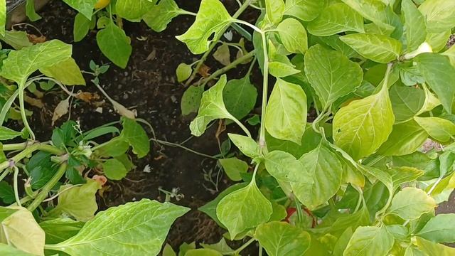 Как дела на огороде и в теплице,что еще растет и созревает