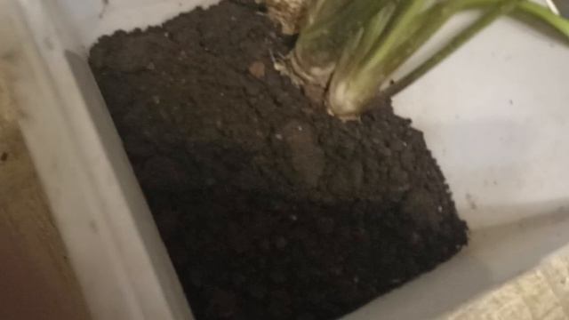 Простой способ размножить хрен у себя на участке. Рассада хрена.