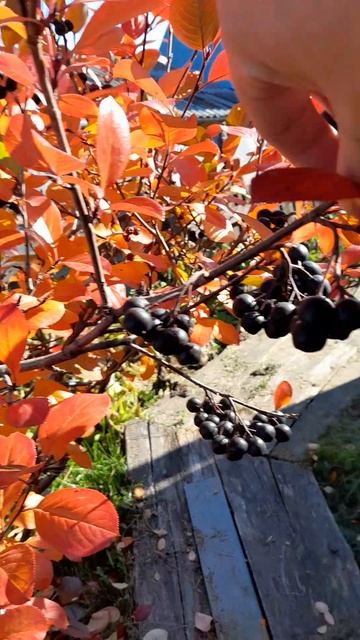 Черноплодная рябина растёт у нас на даче.