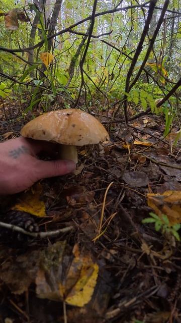 Собираем грибы в Марий Эл