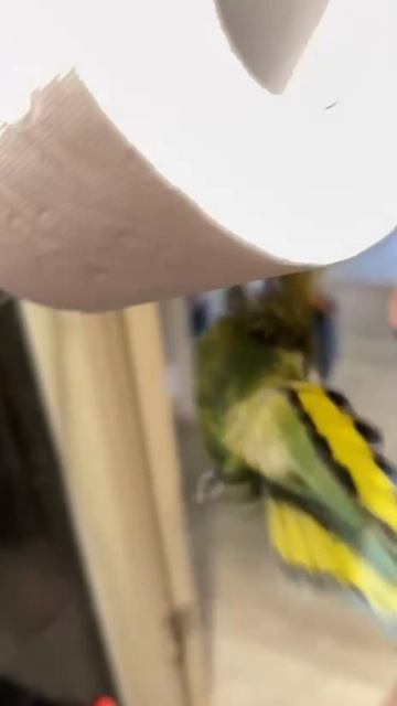 приключения попугая